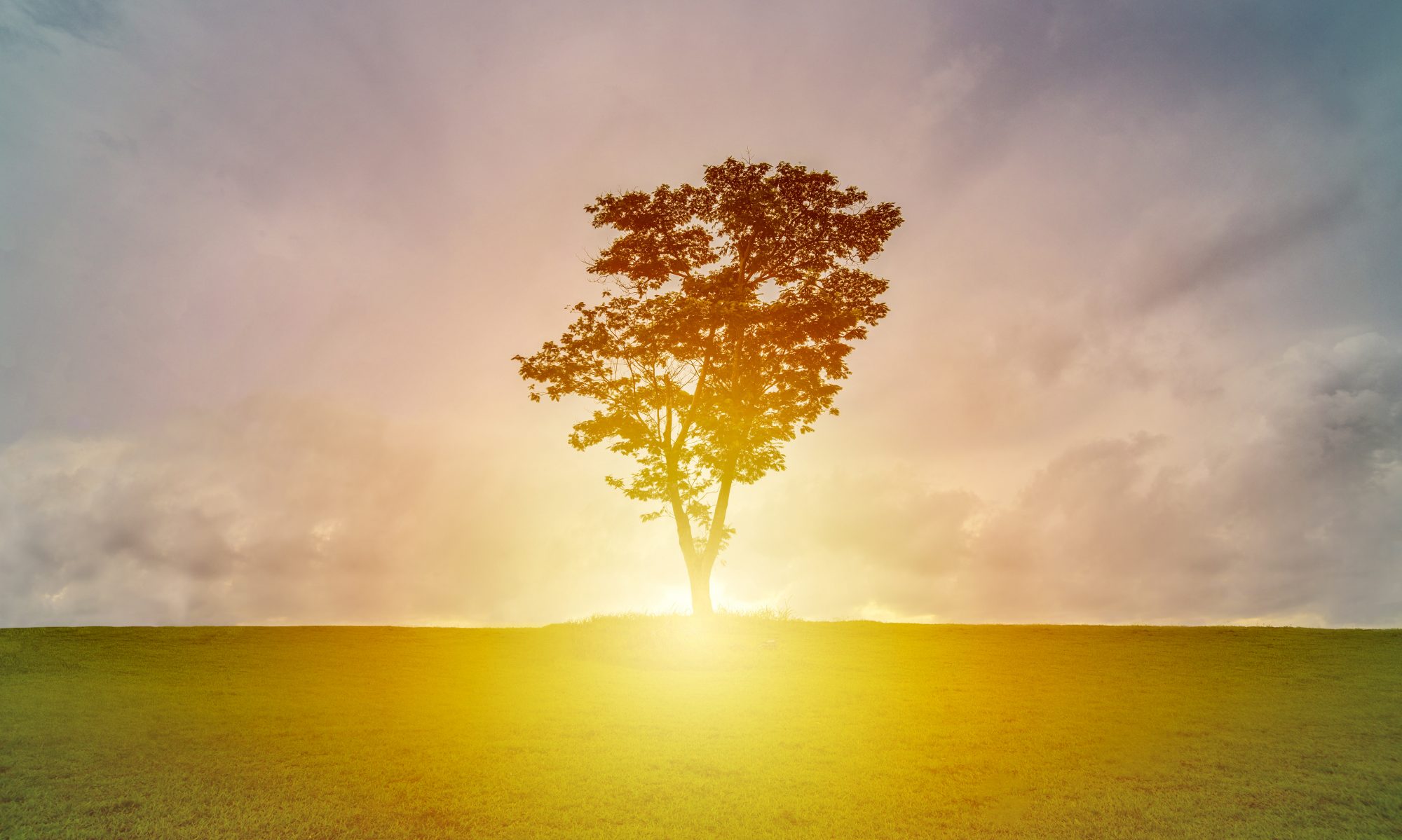 Mental Health - The Good Tree